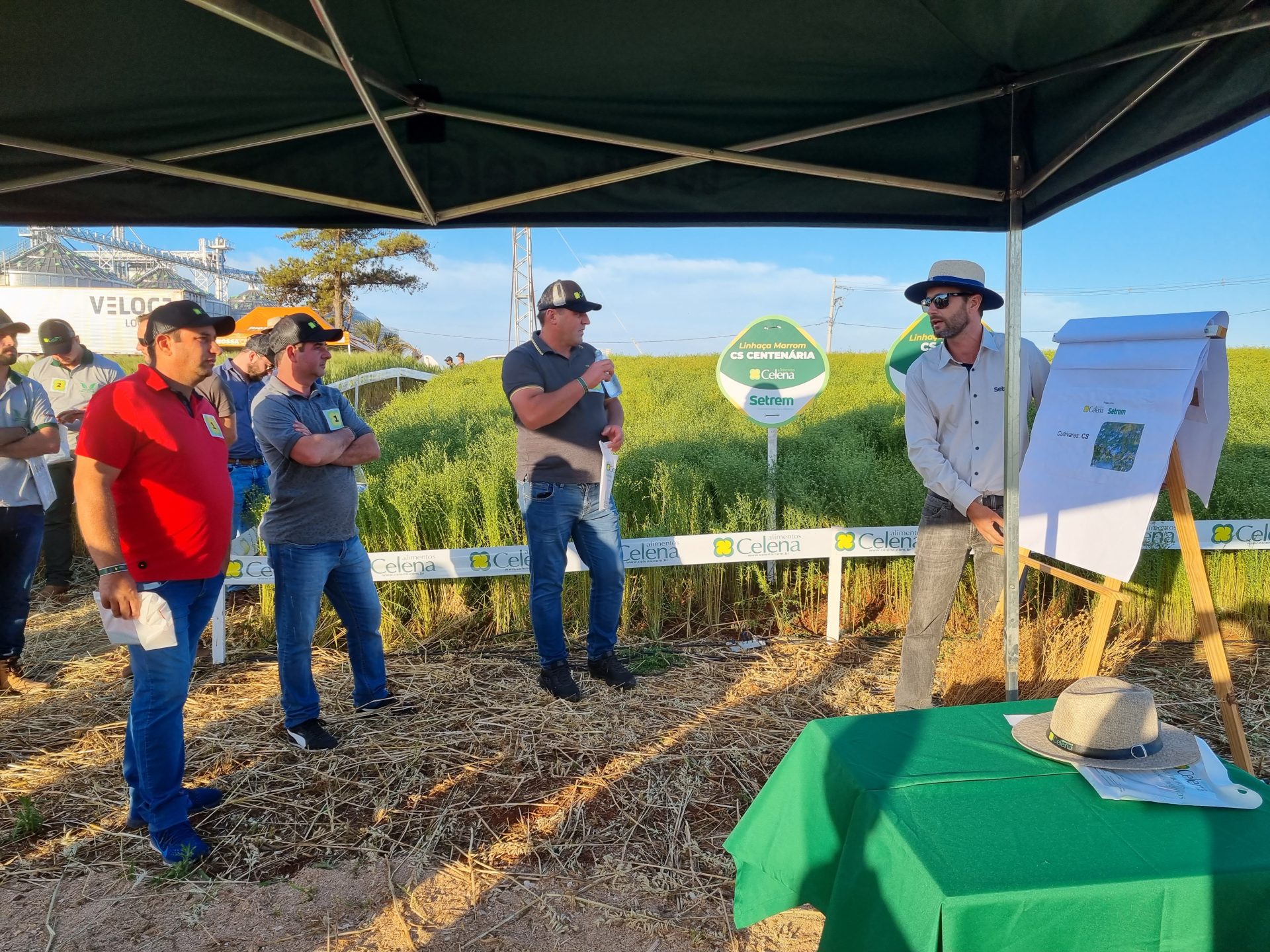 Setrem e Celena Alimentos lançam cultivares de linho
